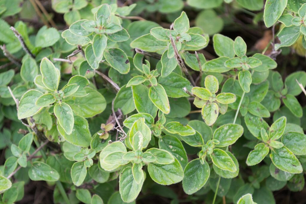 Menthe pouillot - guideplantesmedoc.fr