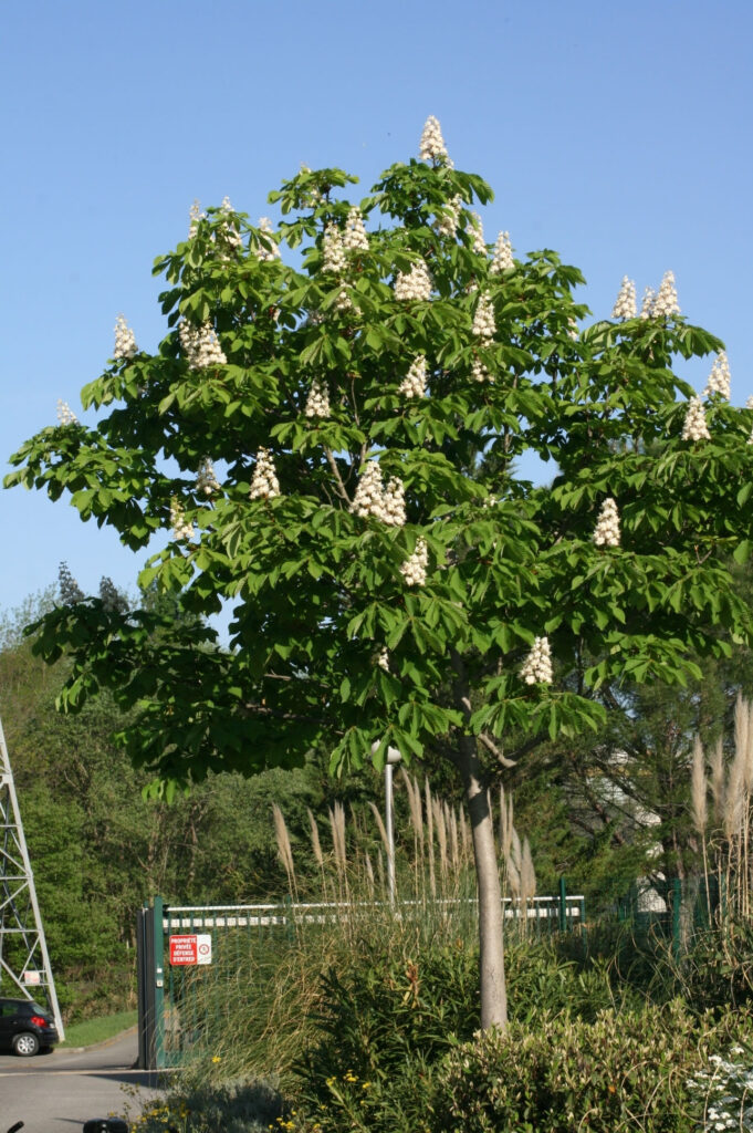 Marronnier d’Inde - guideplantesmedoc.fr