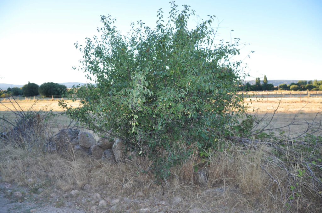 Nerprun purgatif - guideplantesmedoc.fr