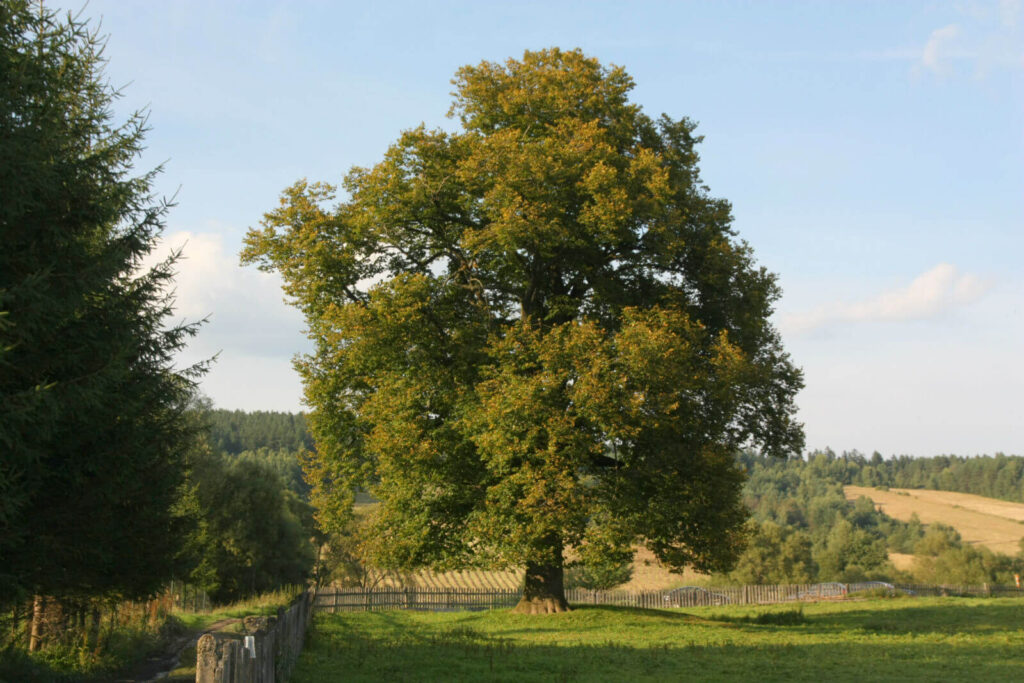 Tilleul à petites feuilles - guideplantesmedoc.fr